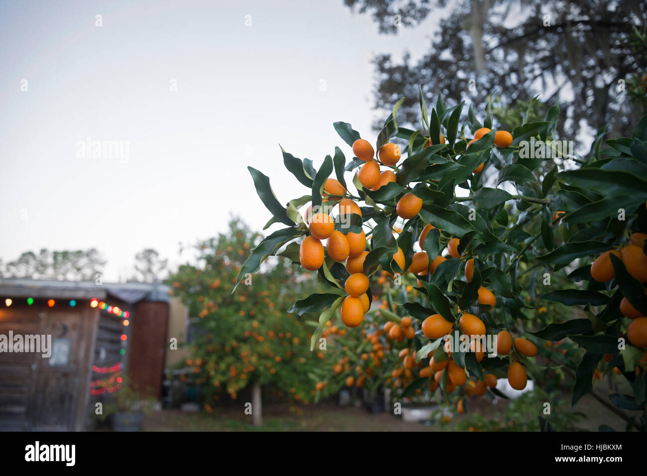 Citrus trees growing hi-res stock photography and images - Alamy