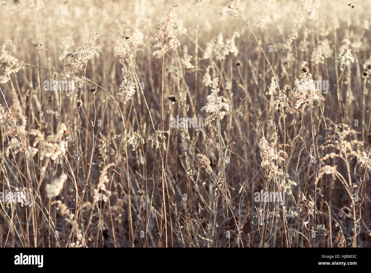 Dried wildflowers seed pods and grass in prairie during autumn Stock ...