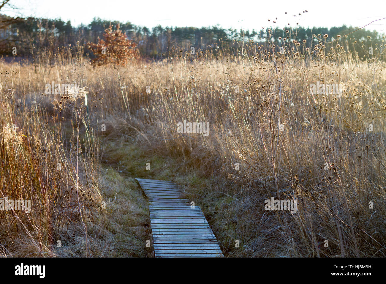 Wood boardwalk path through prairie surrounded by dried plants in ...