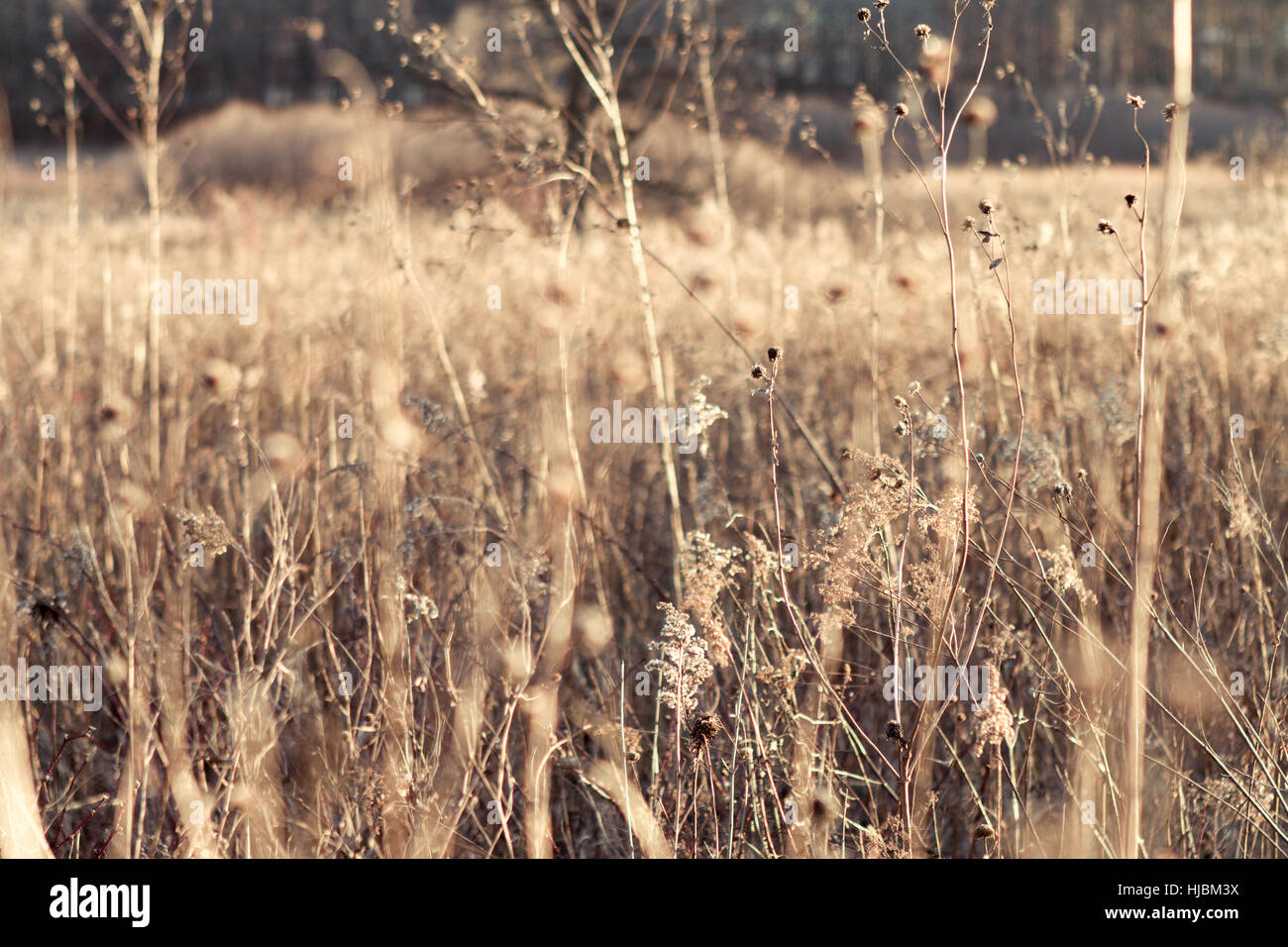 Wood boardwalk path through prairie surrounded by dried plants in ...