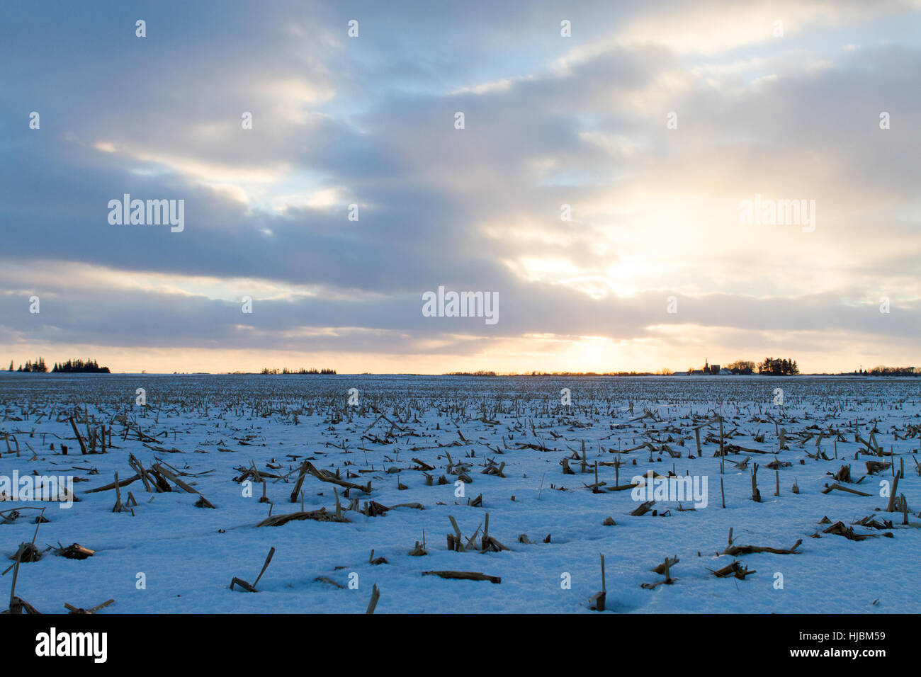 Frozen corn field hi-res stock photography and images - Alamy