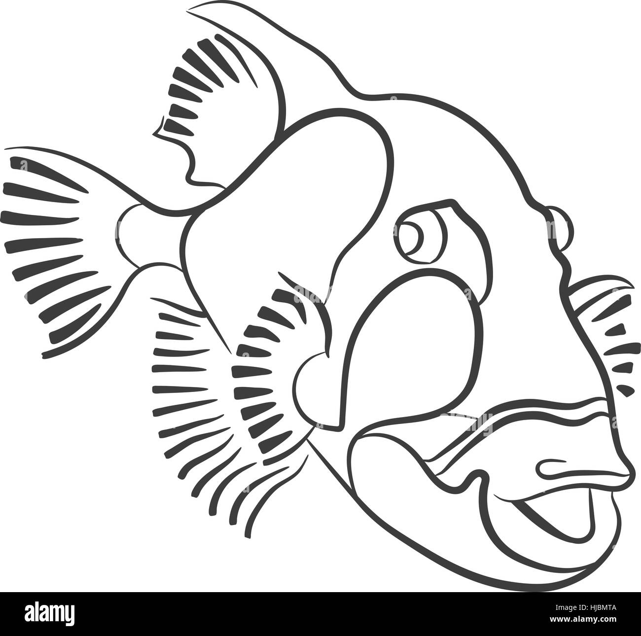Triggerfish underwater Black and White Stock Photos & Images - Alamy