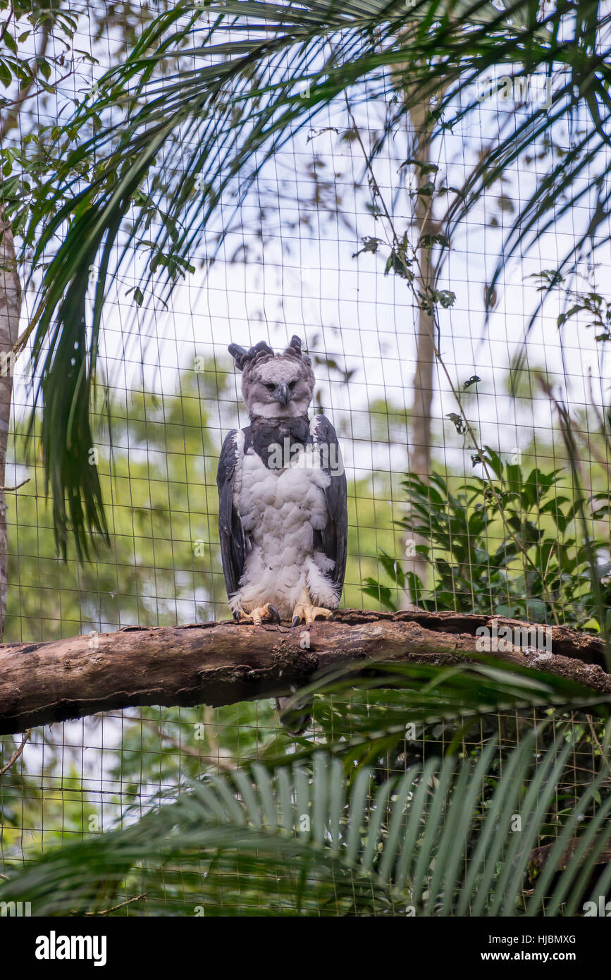 Harpy eagle panama hi-res stock photography and images - Alamy