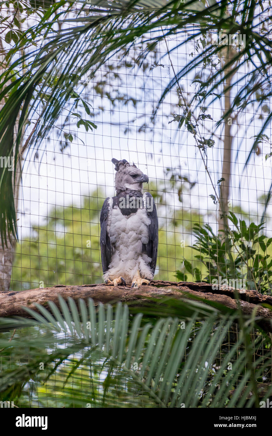 Harpy eagle panama hi-res stock photography and images - Alamy