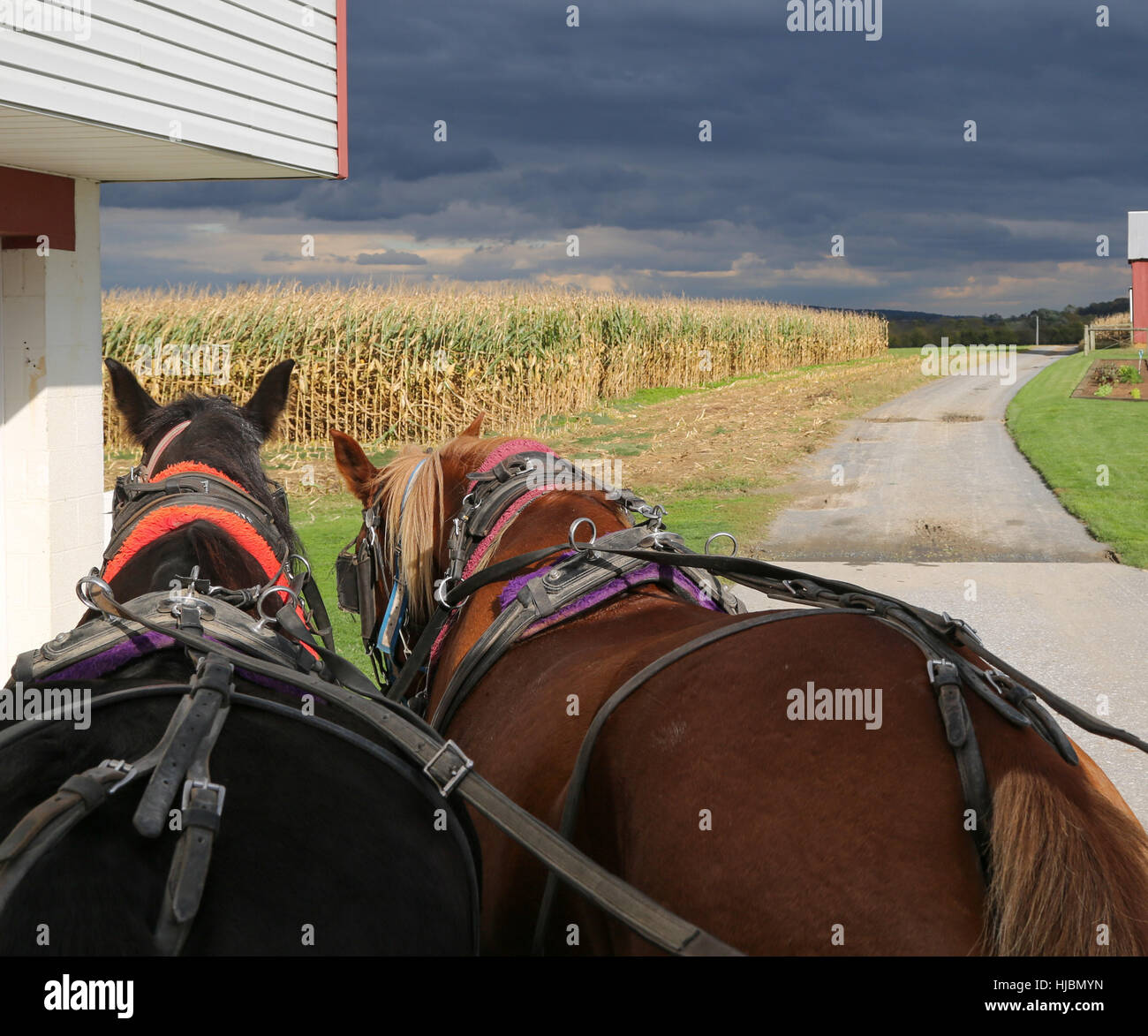Horses back ends hi-res stock photography and images - Alamy