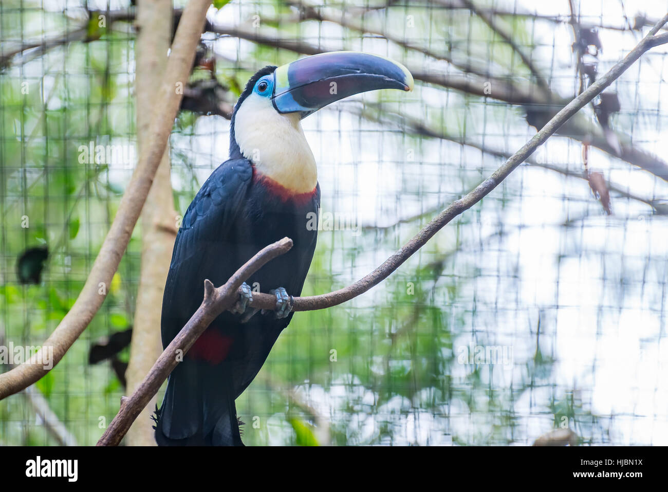 Closeup toucan blue eye ramphastos hi-res stock photography and images ...