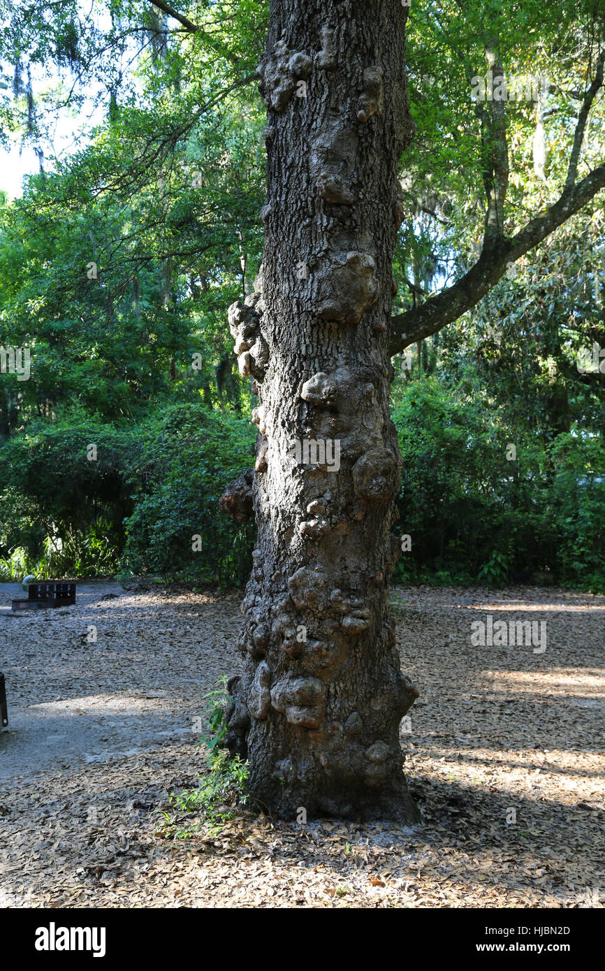Gnarly tree hi-res stock photography and images - Alamy