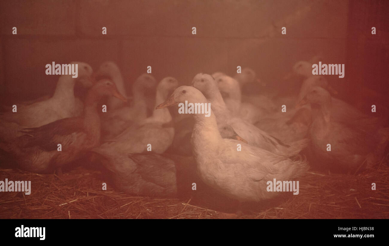 Goose farm closeup Stock Photo - Alamy