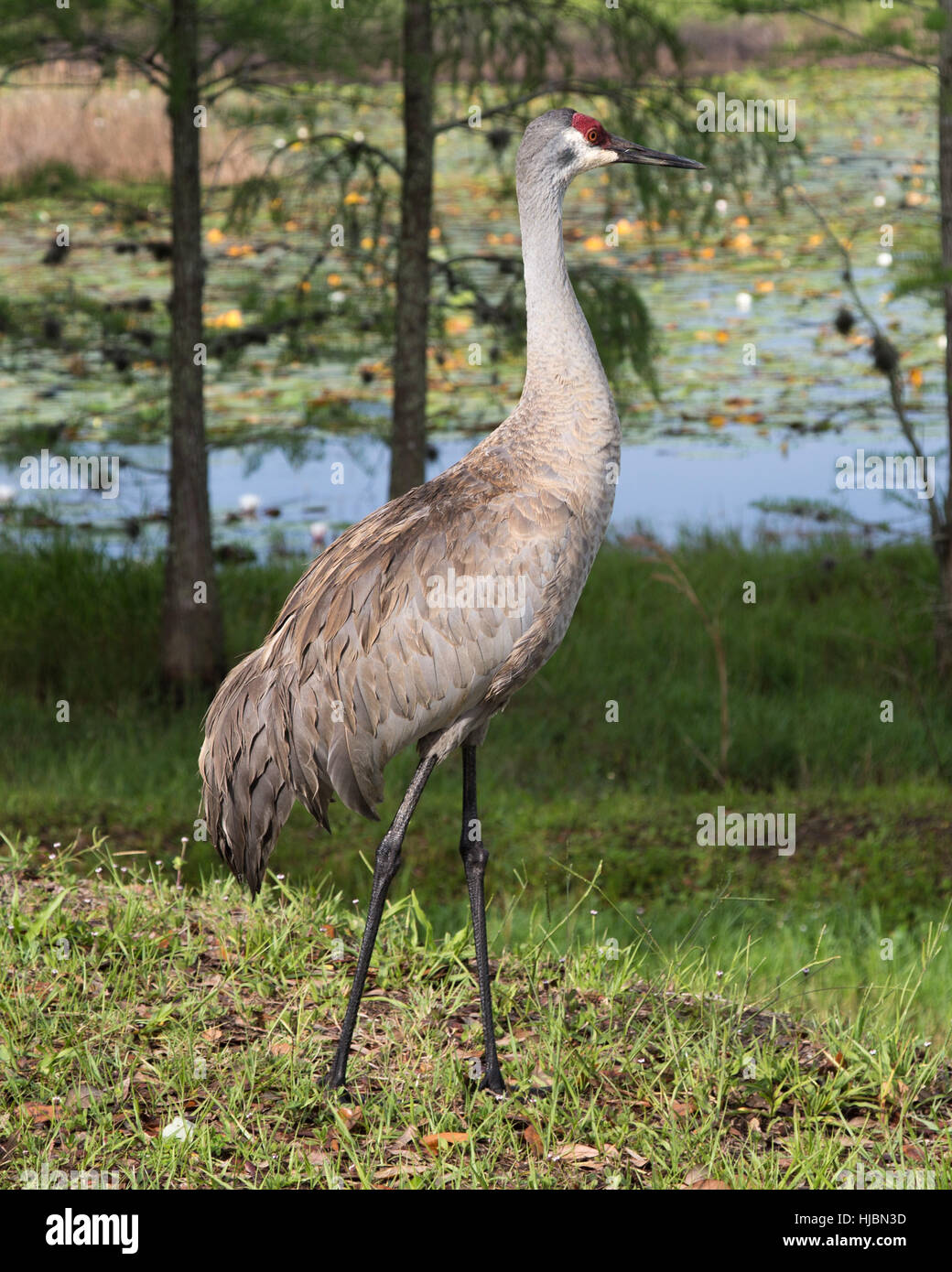 Florida sandhill crane Stock Photo - Alamy