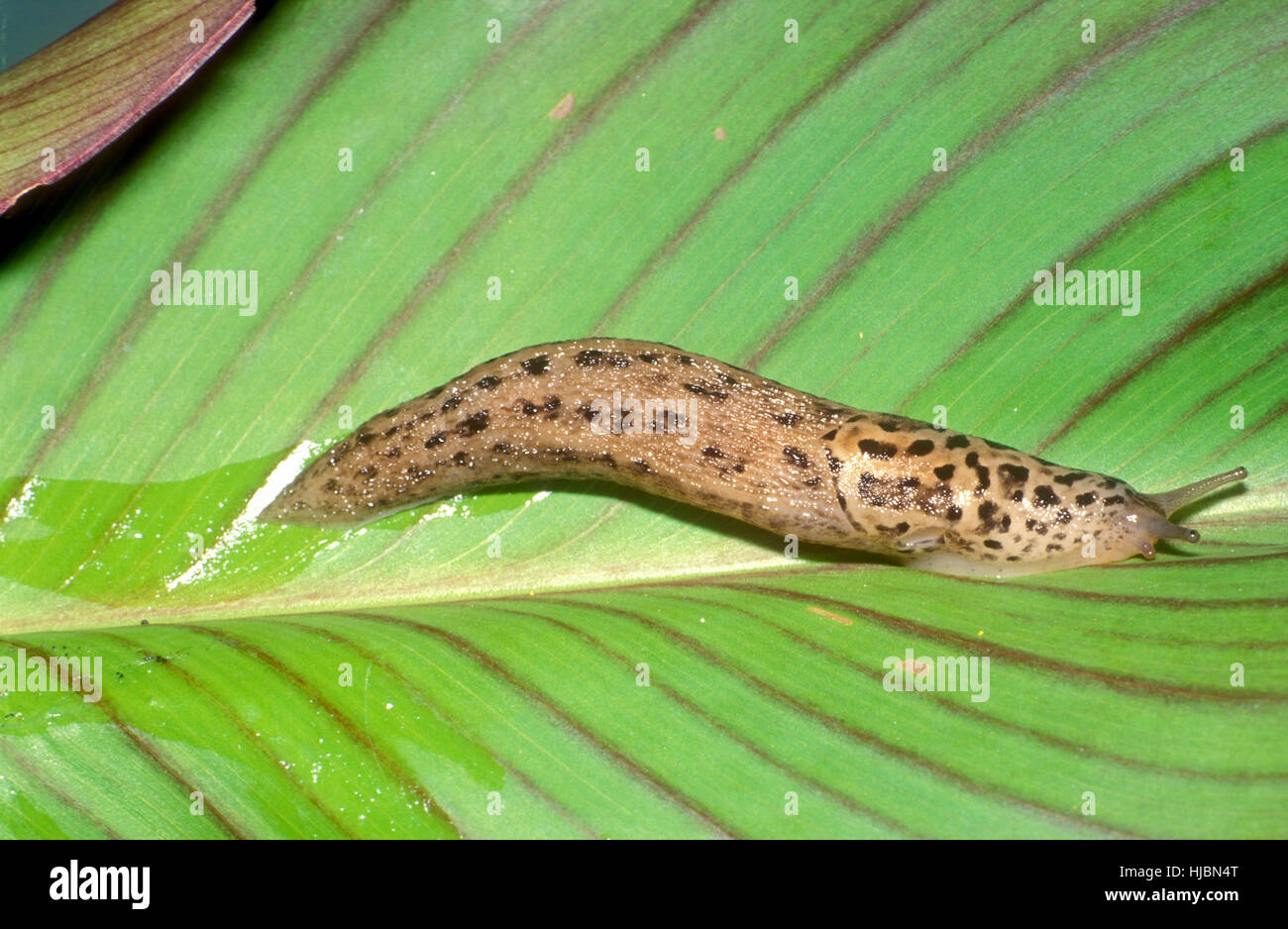 Tiger slug hi-res stock photography and images - Alamy