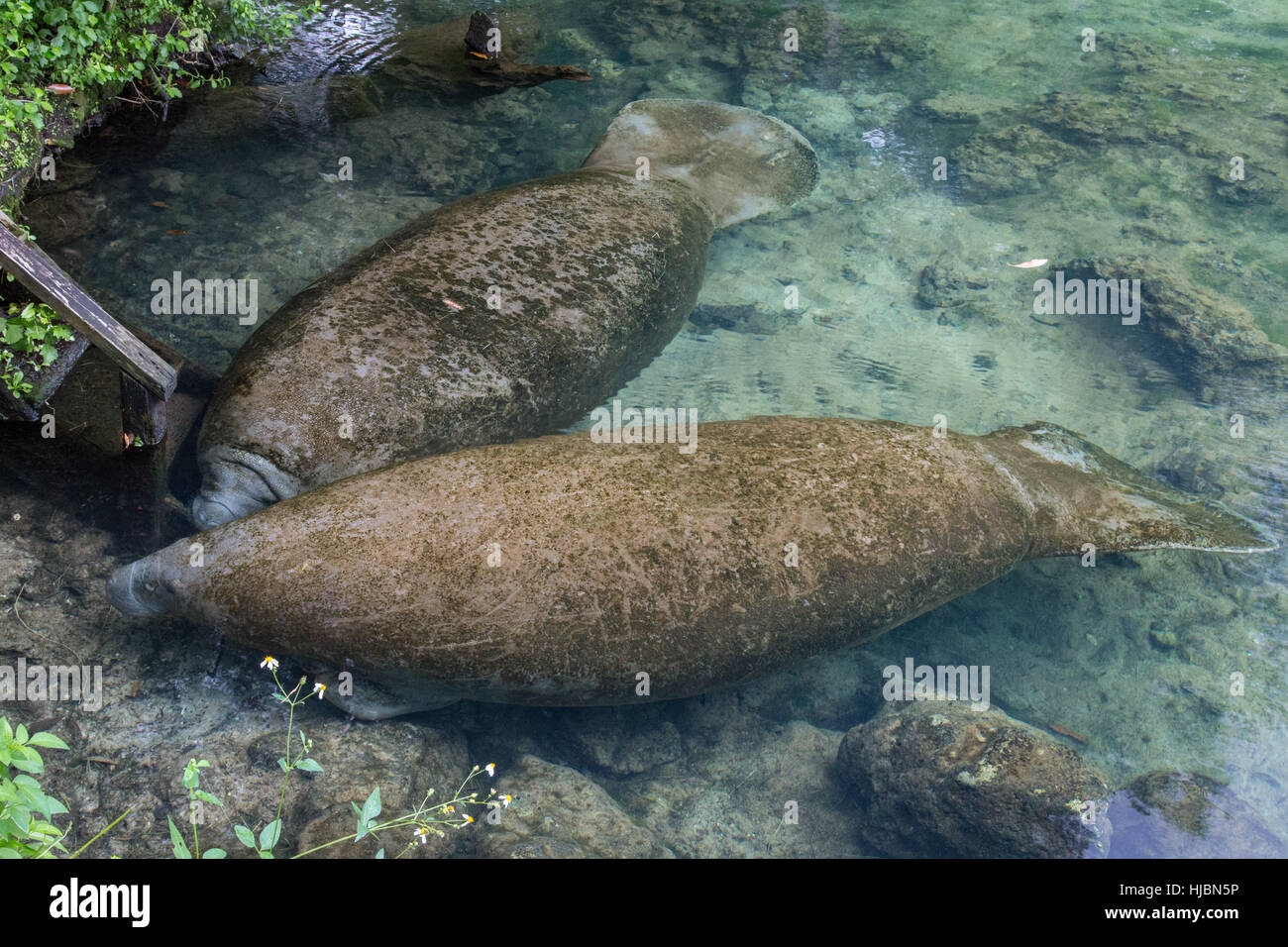Manatees hi-res stock photography and images - Alamy