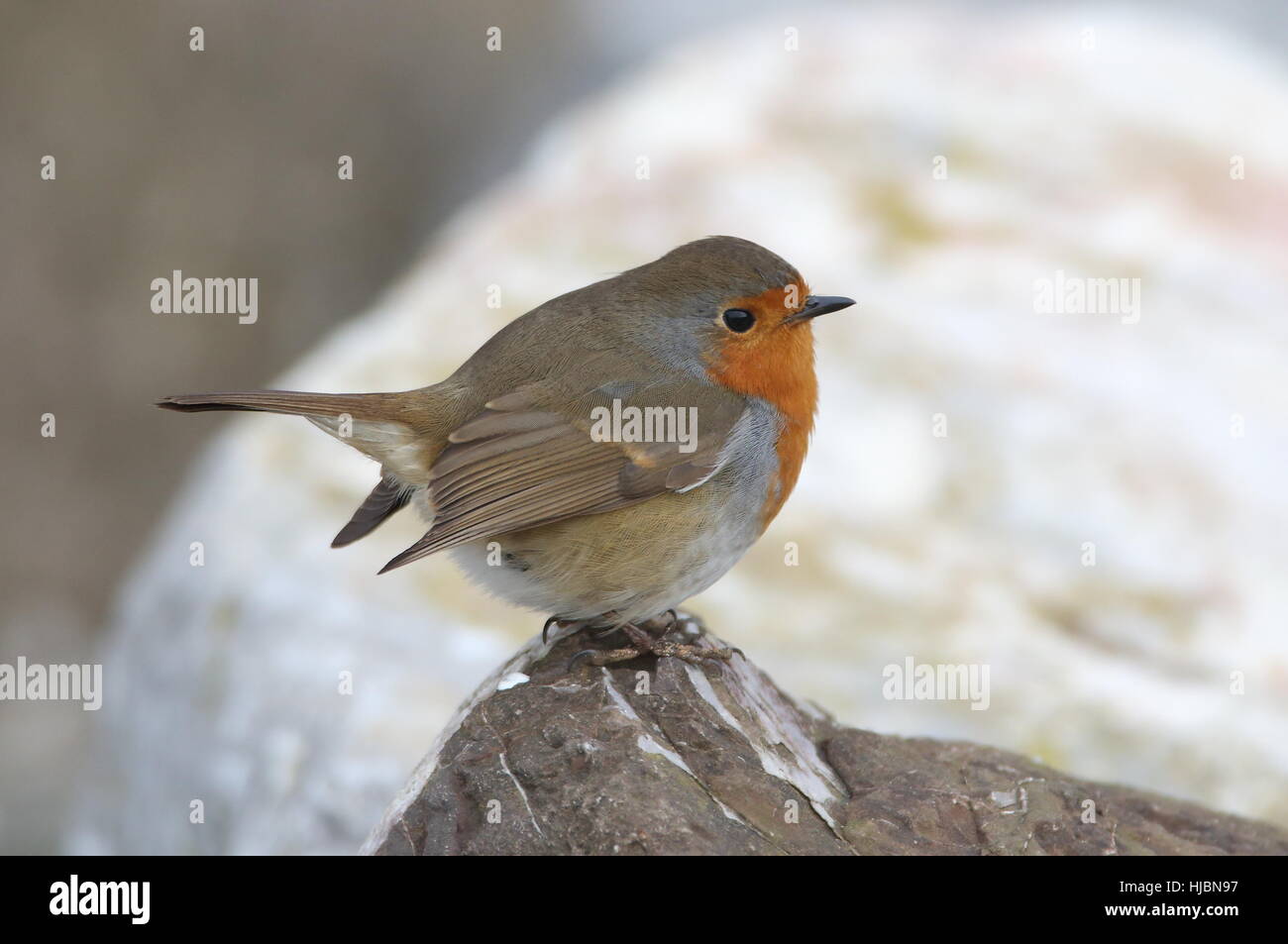 Adult robin hi-res stock photography and images - Alamy