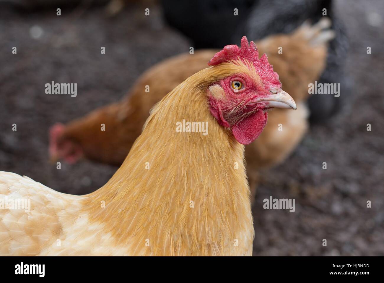 Colorful chickens hi-res stock photography and images - Alamy