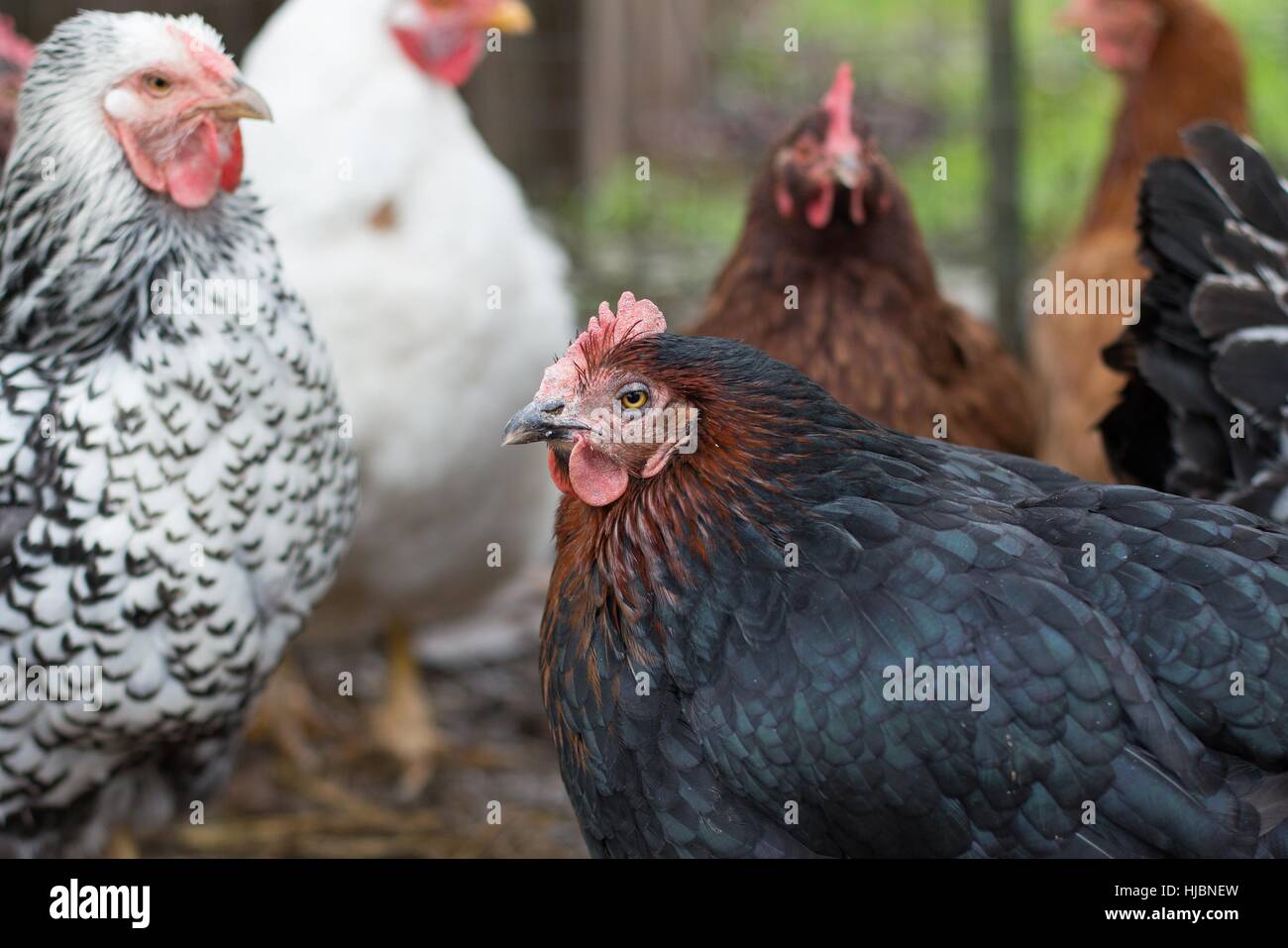 Colorful chickens hi-res stock photography and images - Alamy
