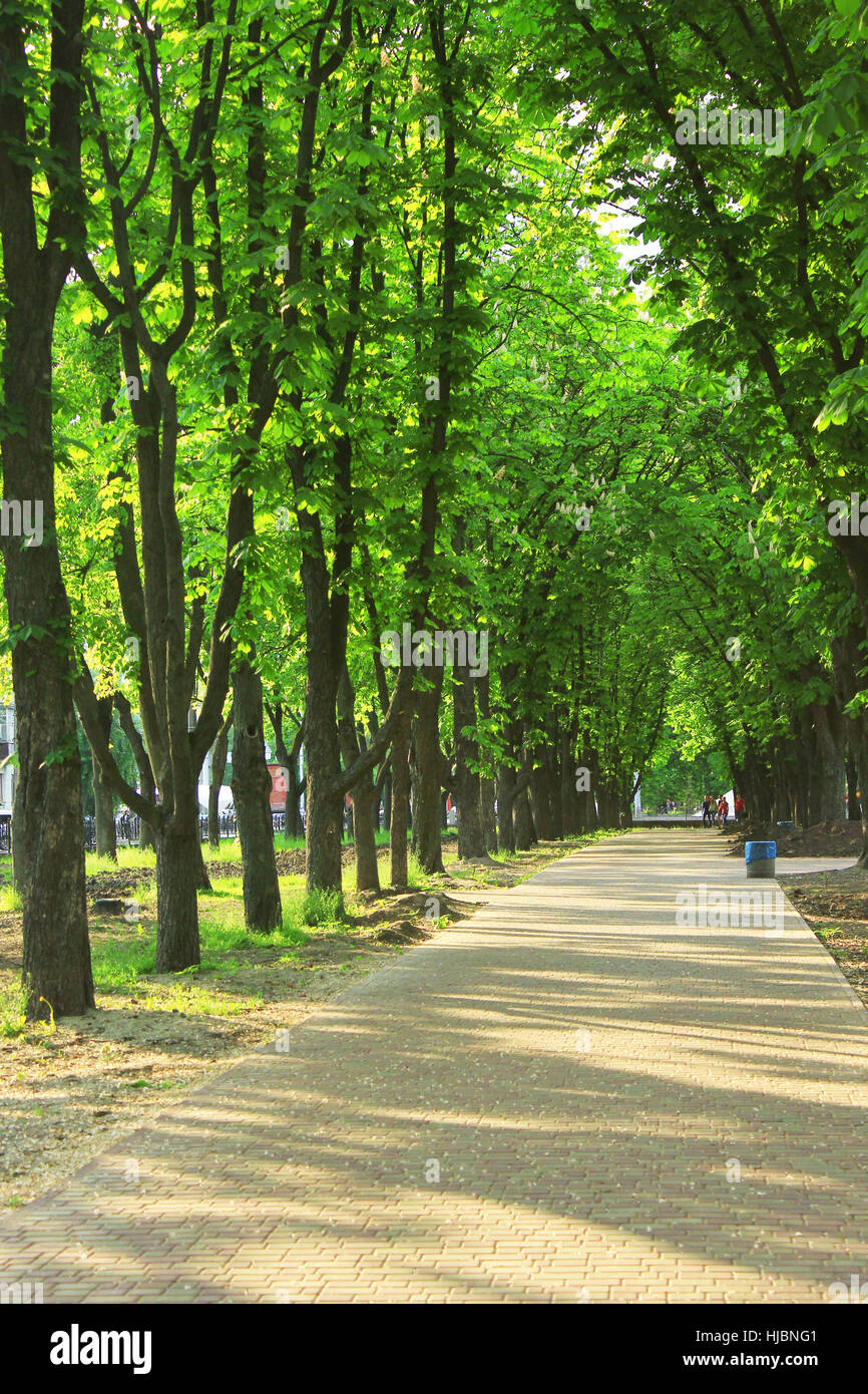 wide footpath in the park with big green trees Stock Photo - Alamy