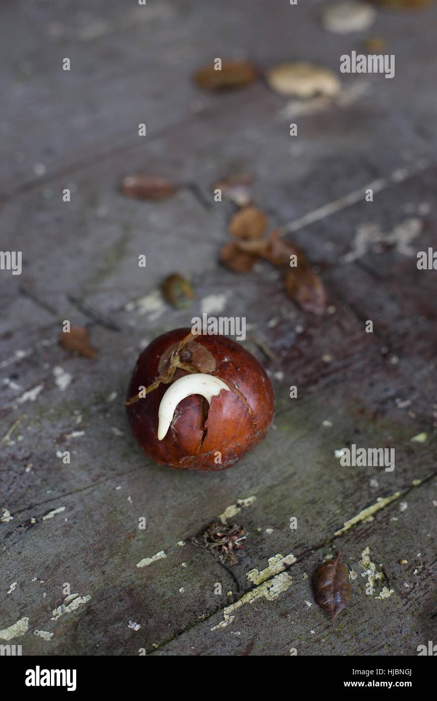 Sprouting California buckeye seed Stock Photo - Alamy