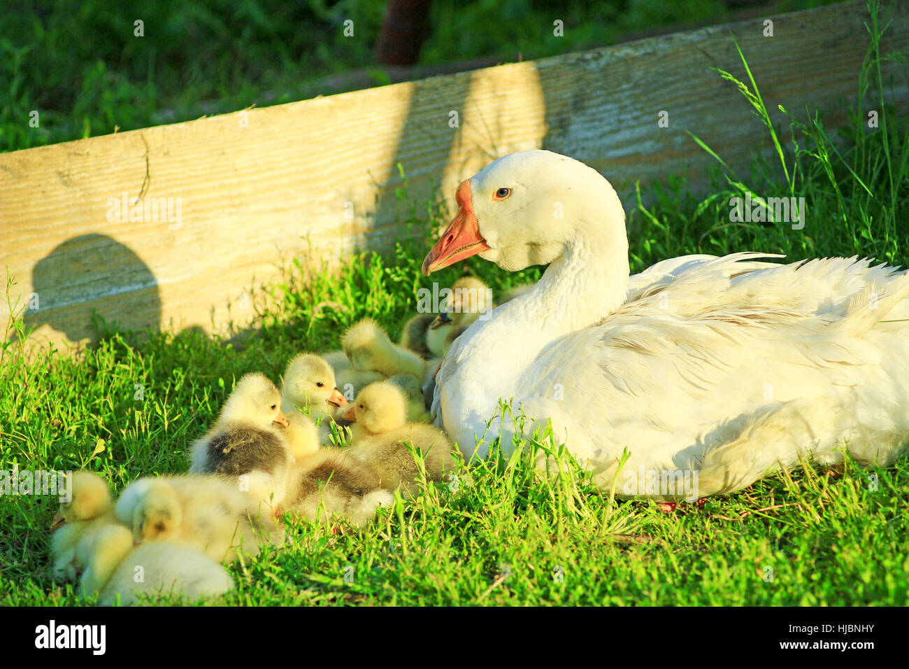 Goose paw hi-res stock photography and images - Alamy