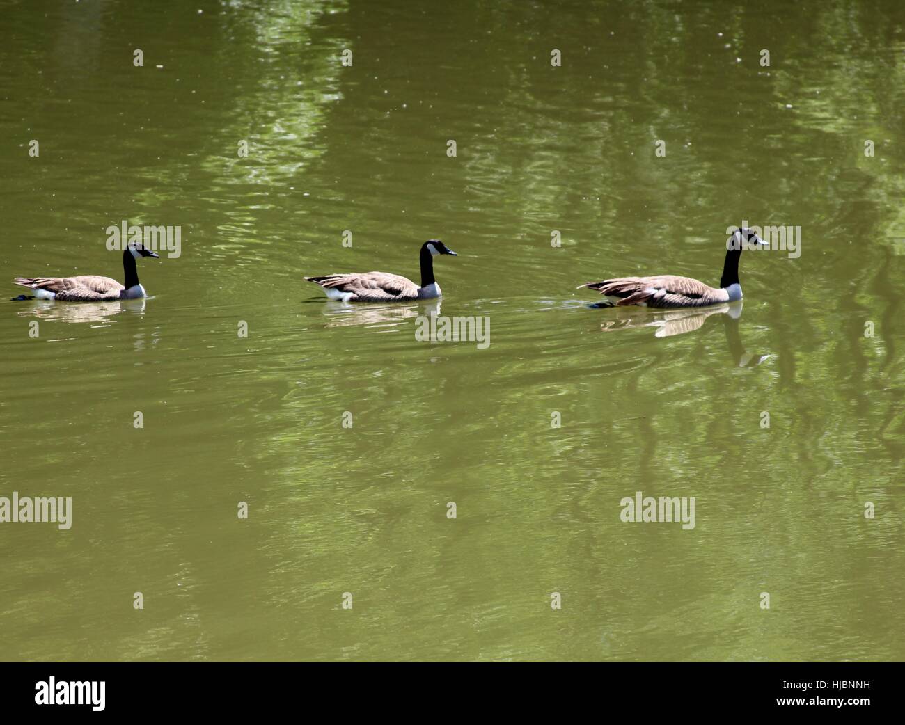 Ducks row hi-res stock photography and images - Alamy