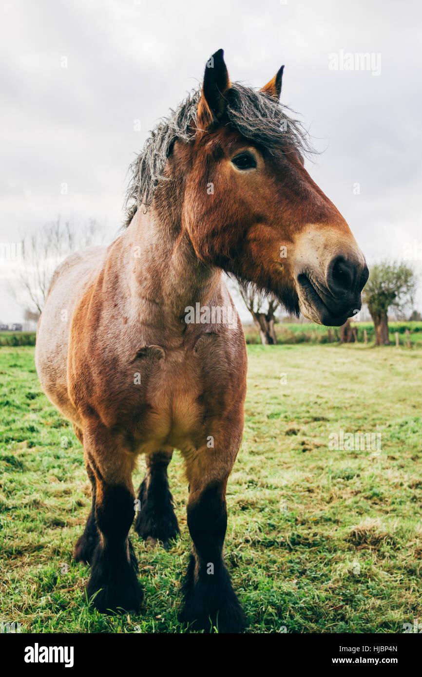 Front view of a Belgian draught horse on a grass field Stock Photo - Alamy