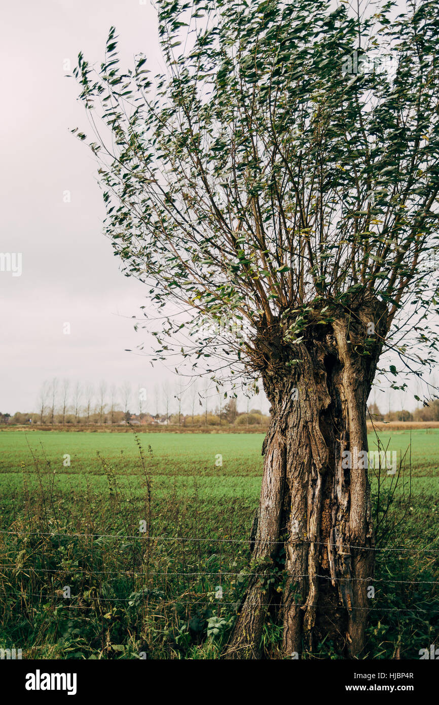 A pollard willow on a windy day Stock Photo - Alamy