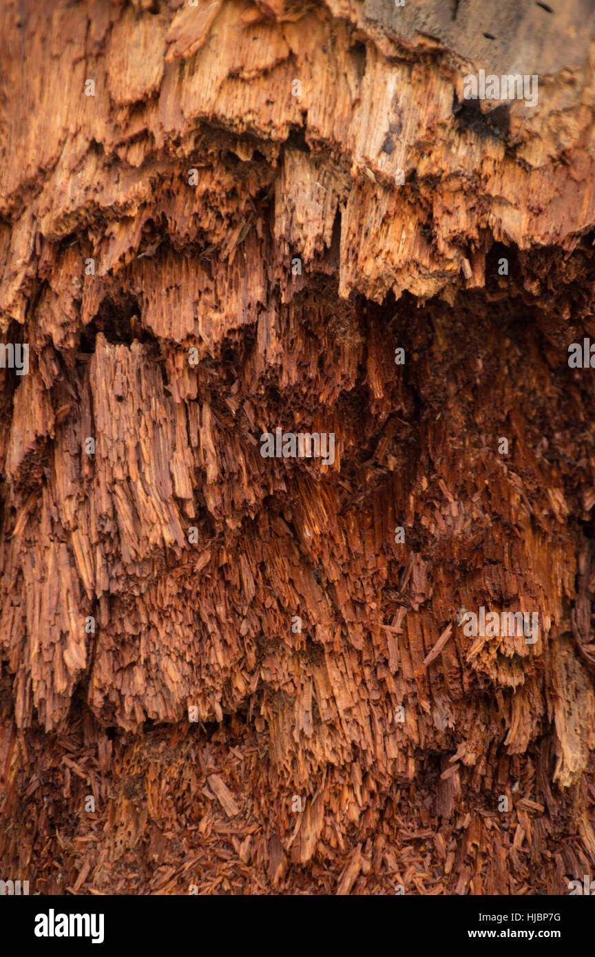 Rust Colored Hair Man