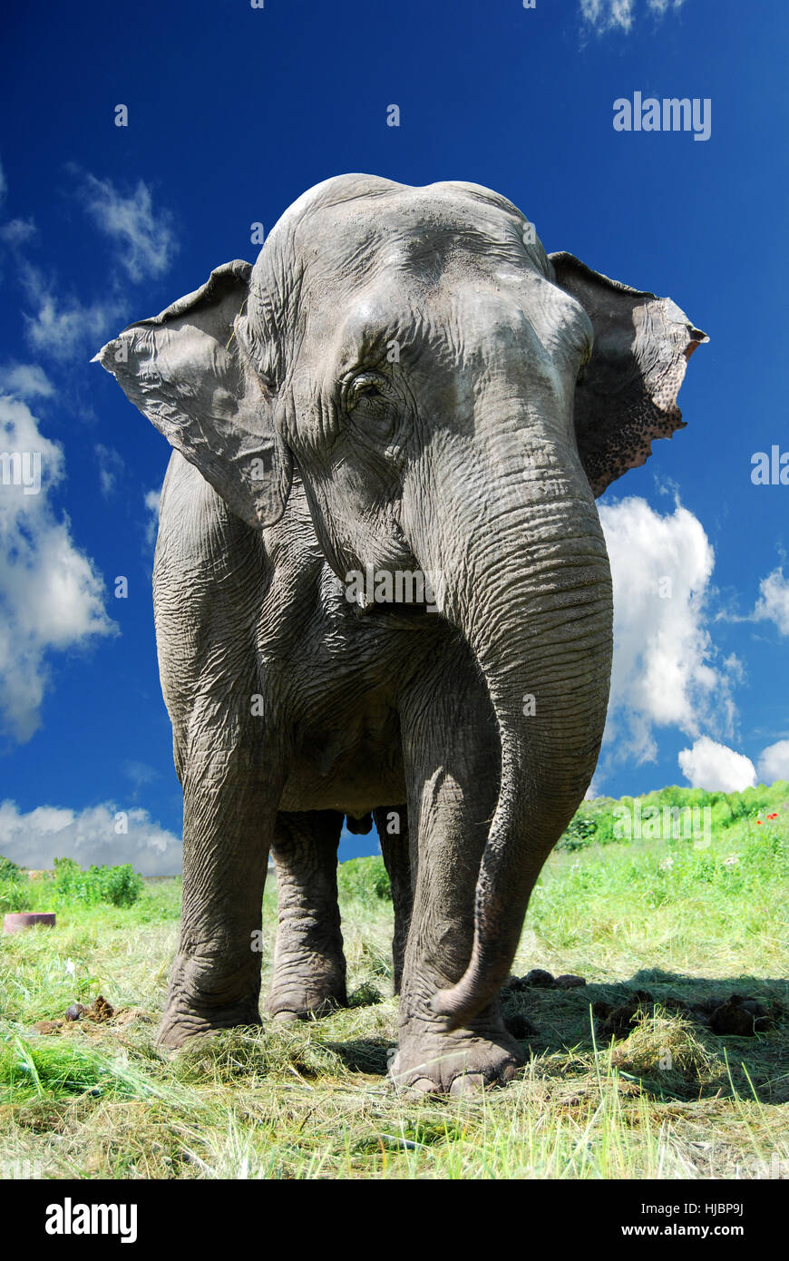 Green grass elephant hi-res stock photography and images - Alamy