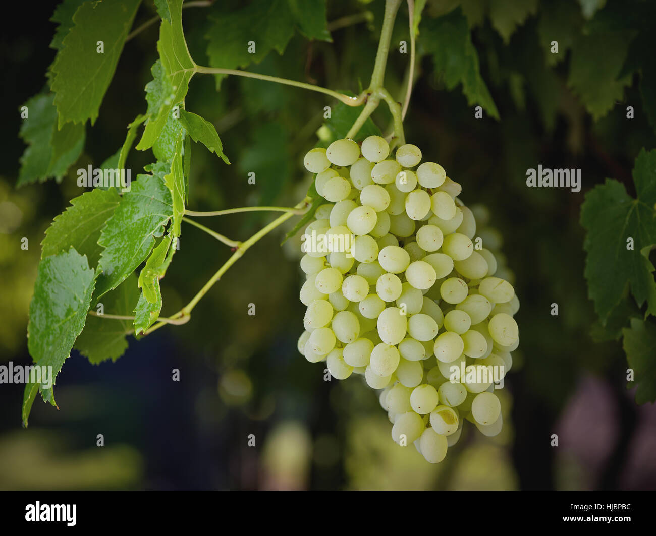 Organic Sultana grapes in vineyard Stock Photo - Alamy