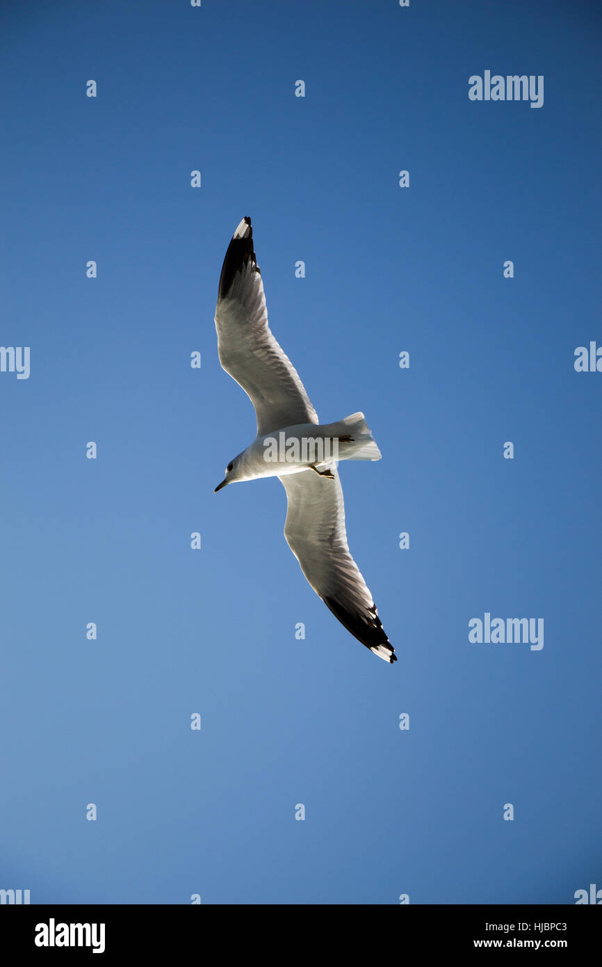 Seagull is flying in sky over the sea waters Stock Photo - Alamy