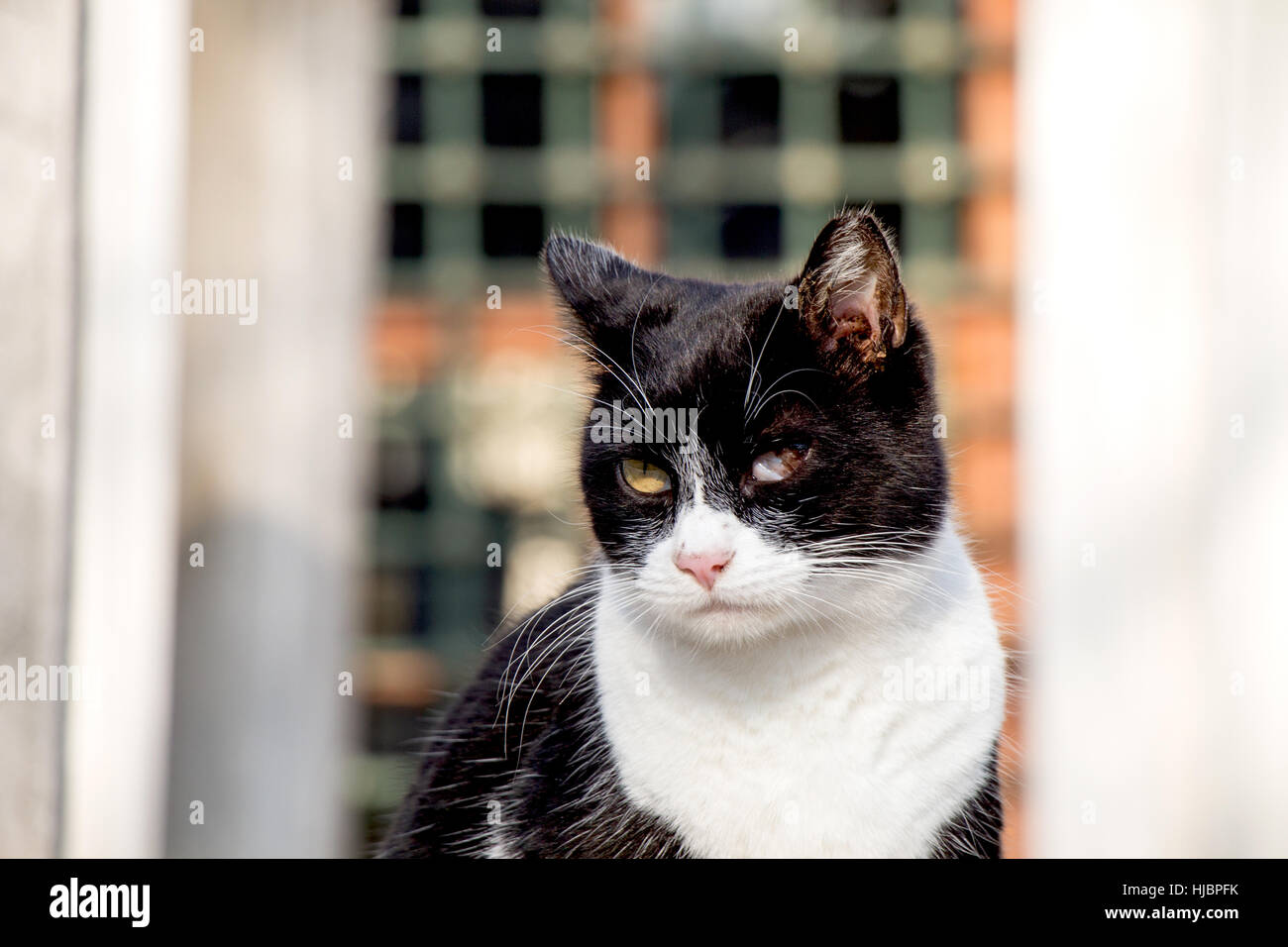 Another portrait of the homeless street cat Stock Photo - Alamy