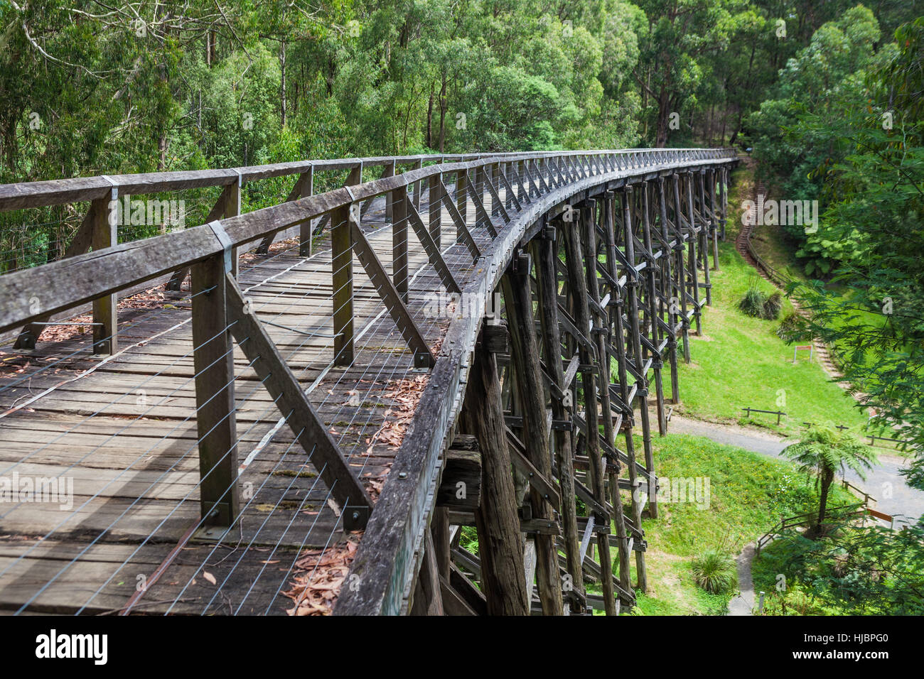 Noojee old trestle bridge in eucalyptus forest Stock Photo - Alamy