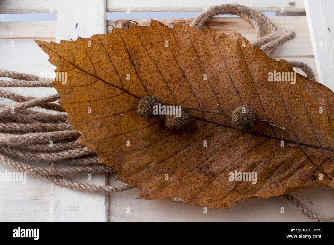 Brown color pod capsule on a dry leaf as an autumn background Stock ...