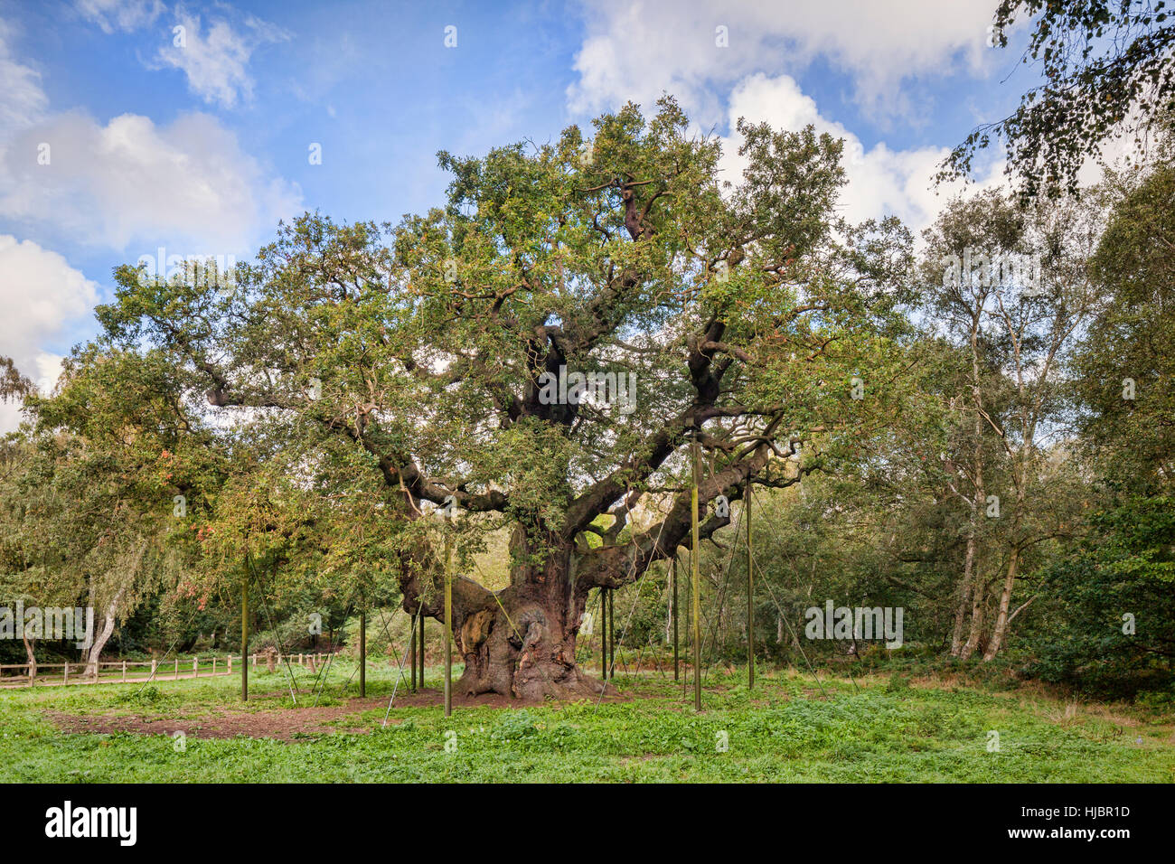 Major Oak, Sherwood Forest, Nottinghamshire, England, UK. Estimated to ...