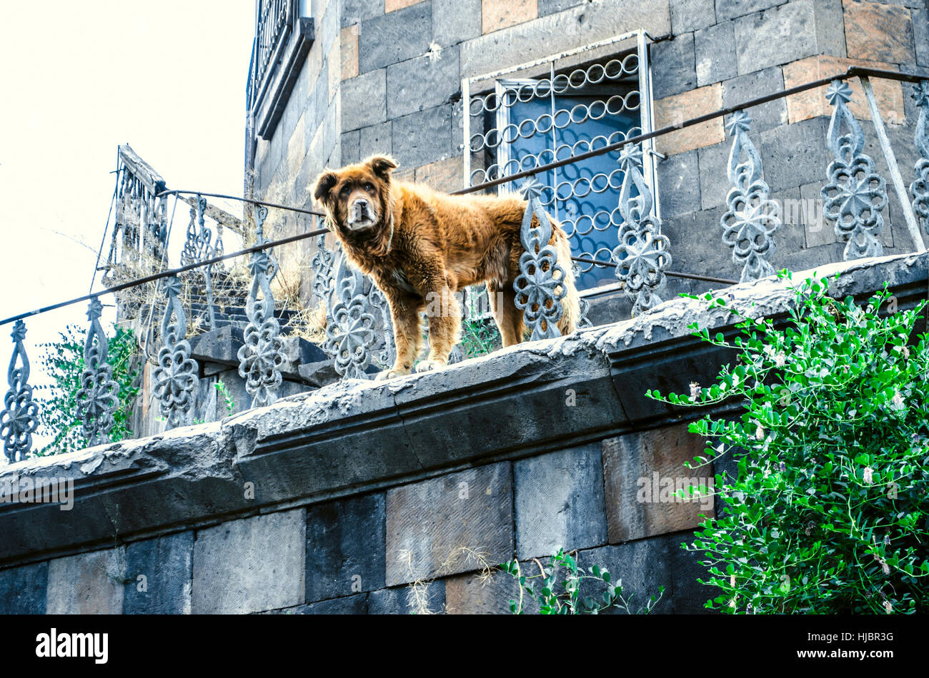 Large,is very old red dog waits for someone on the background the ...