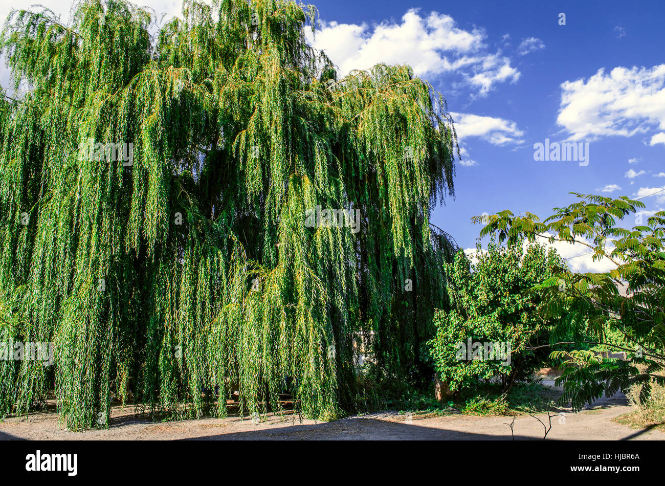 Ancient large willow tree on background of the sunny sky Stock Photo ...