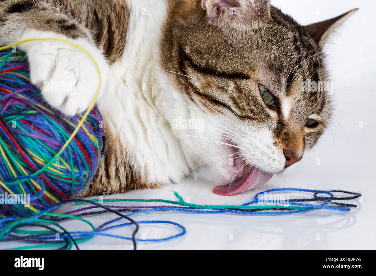 game, tournament, play, playing, plays, played, playful, portrait, wool ...