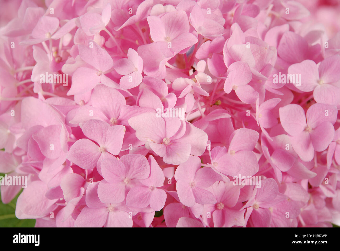 Beautiful Pink hydrangeas flower background. Natural color Stock Photo ...