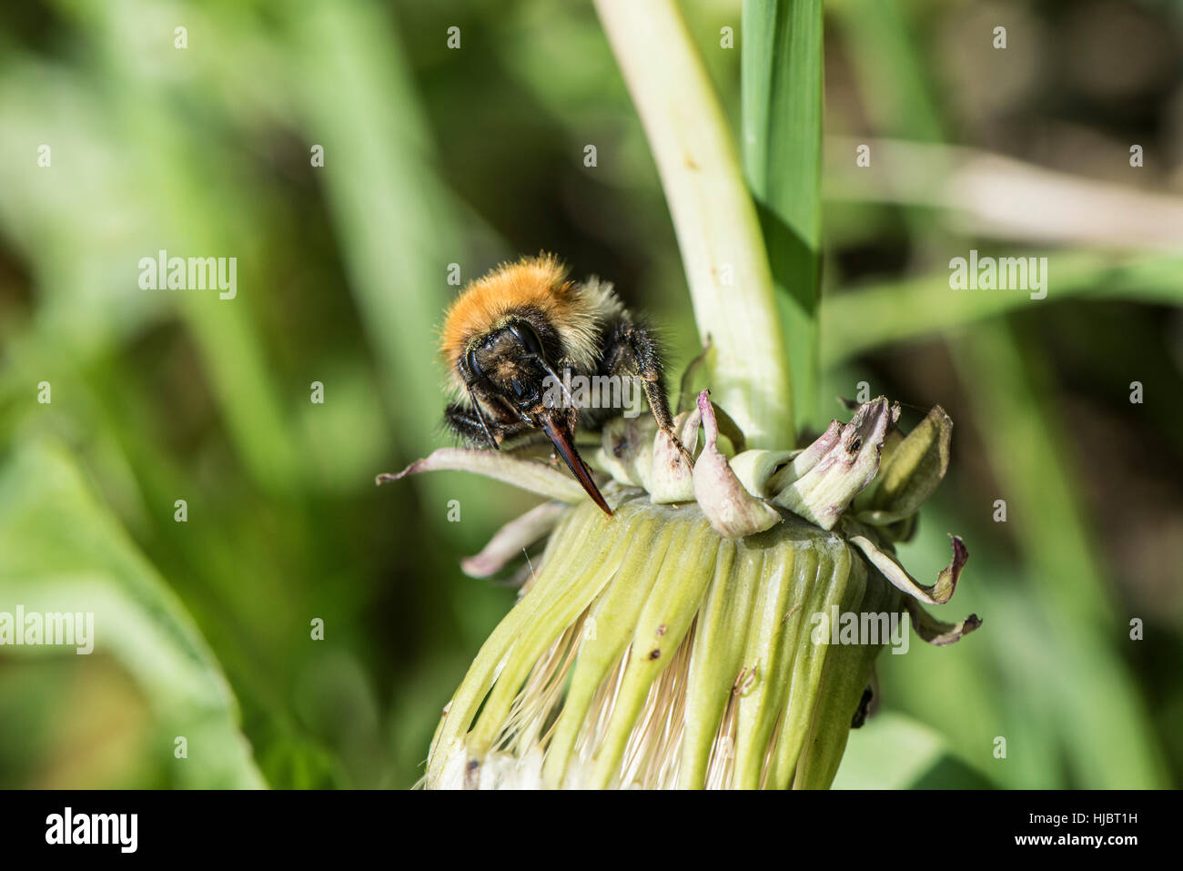 Bumble bee tongue hi-res stock photography and images - Alamy