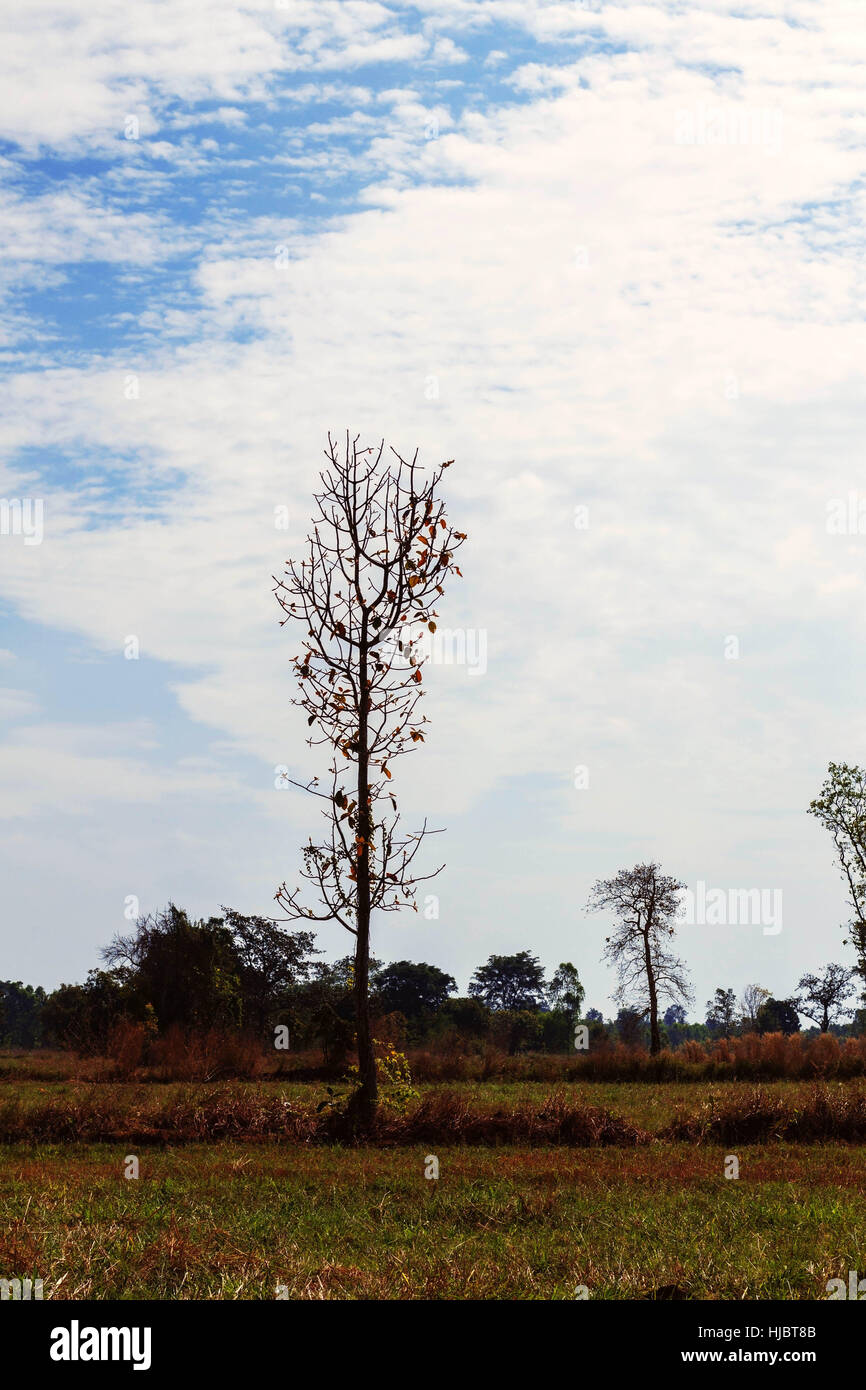 Dry trees on a field with clear skies during the day Stock Photo - Alamy