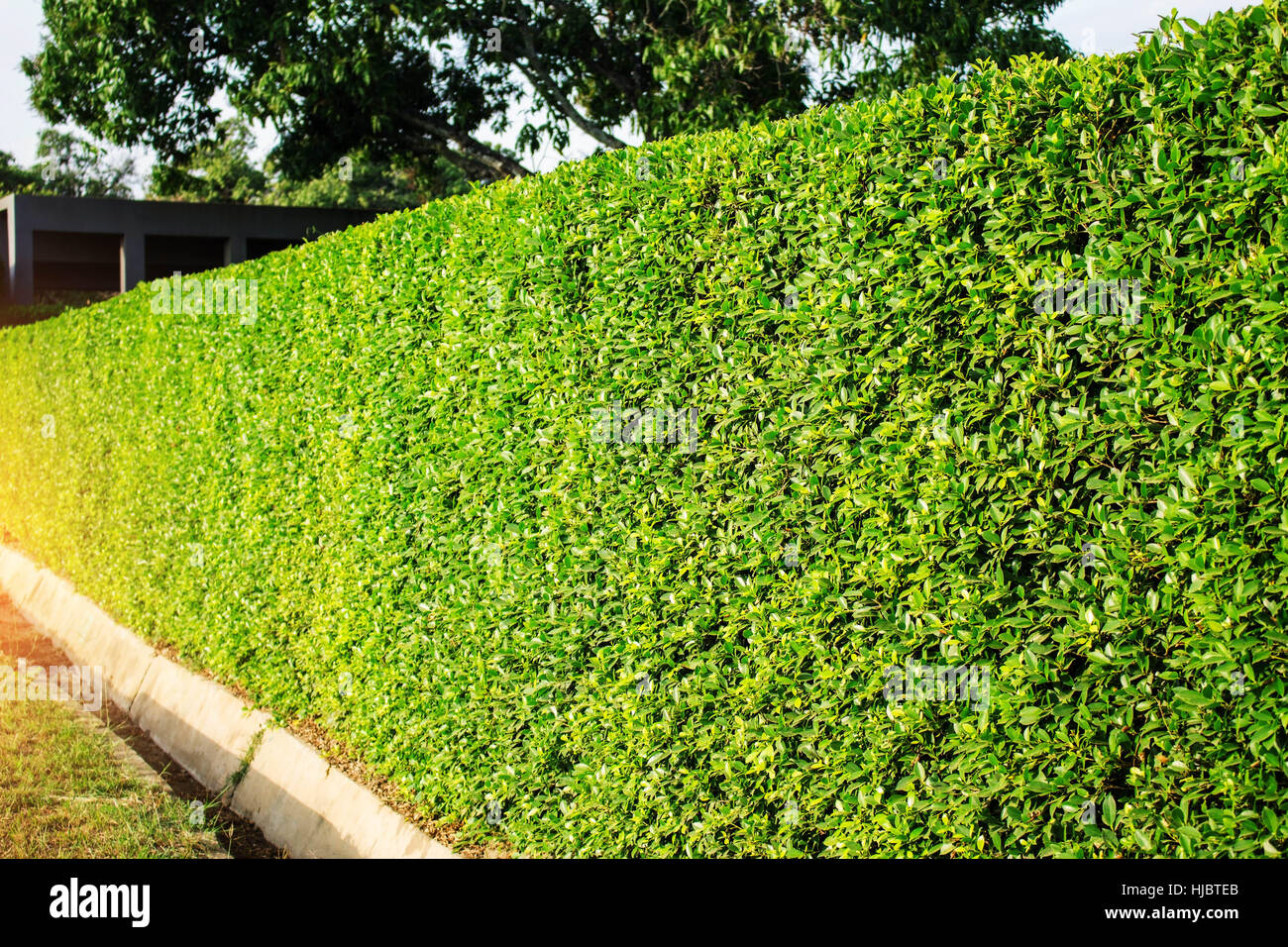Ornamental hedges in the park Stock Photo - Alamy
