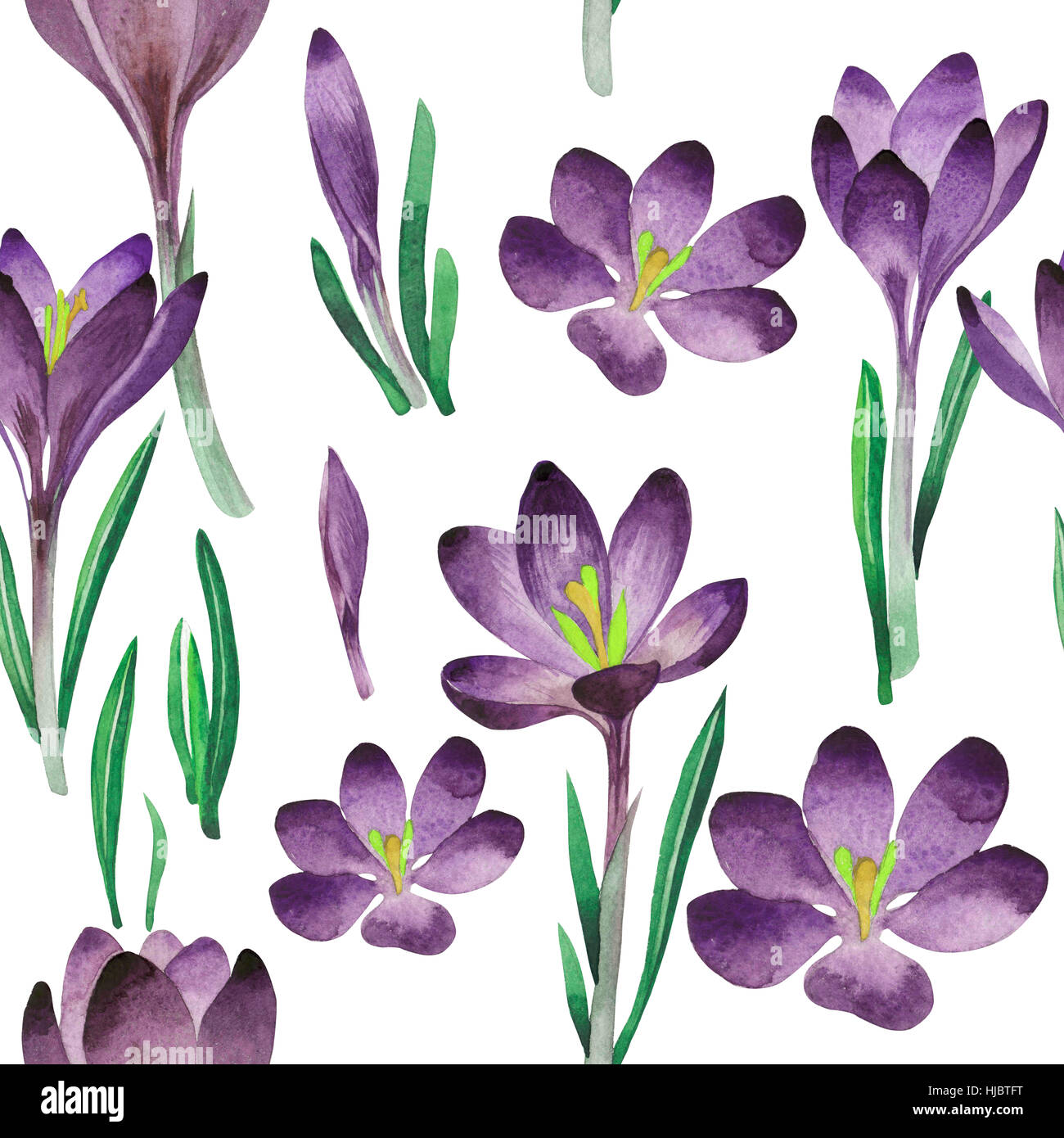 Wildflower crocuses flower pattern in a watercolor style isolated Stock ...