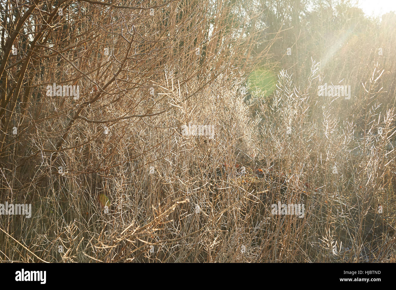 Winter sunlight shining through Foliage in the English Countryside, UK ...