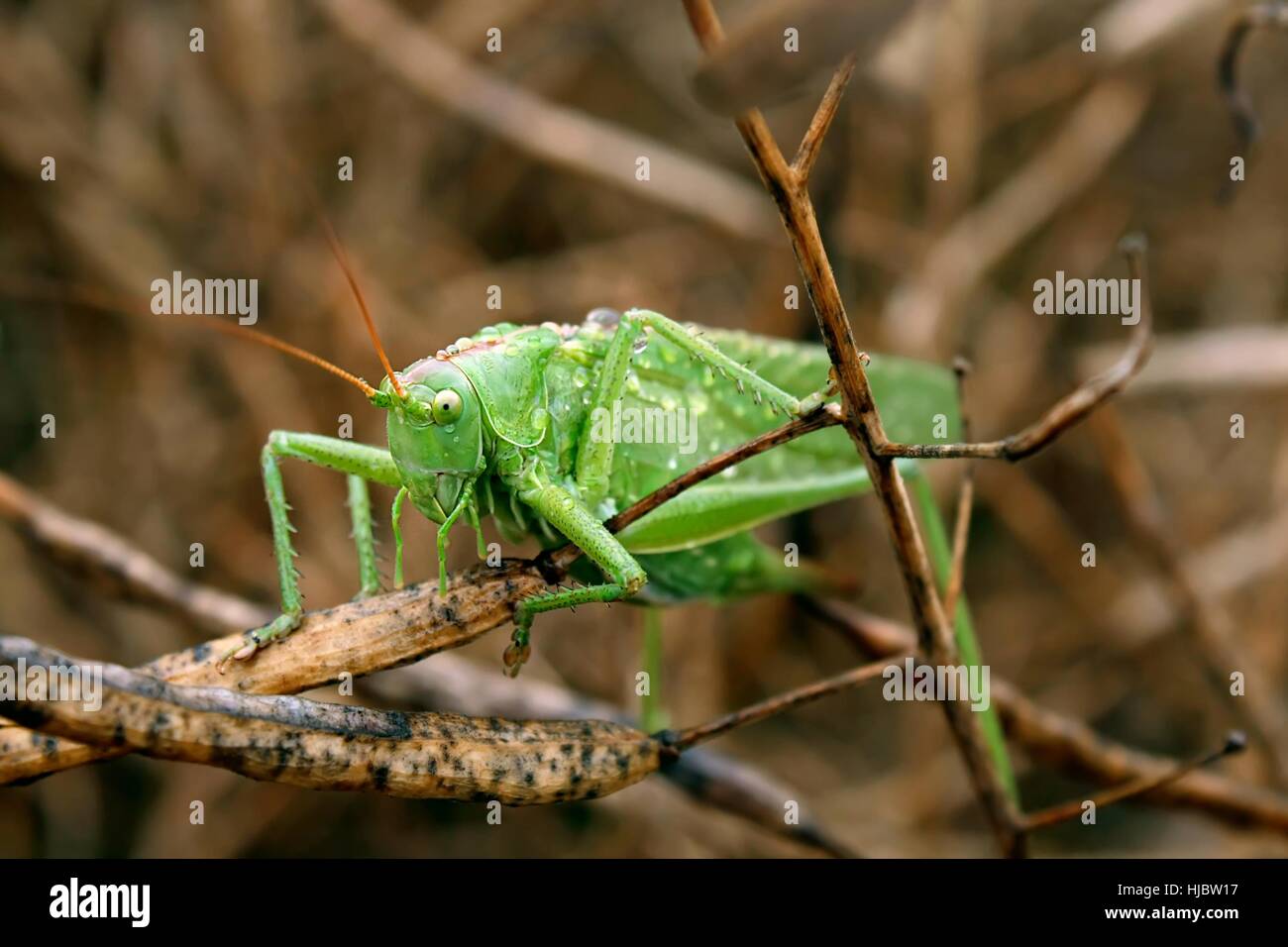 female grasshopper / female grasshopper Stock Photo - Alamy