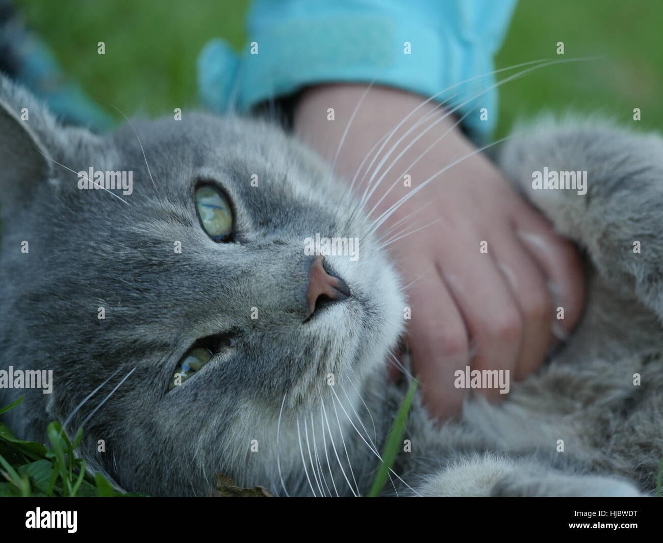 child hand cat petting Stock Photo - Alamy