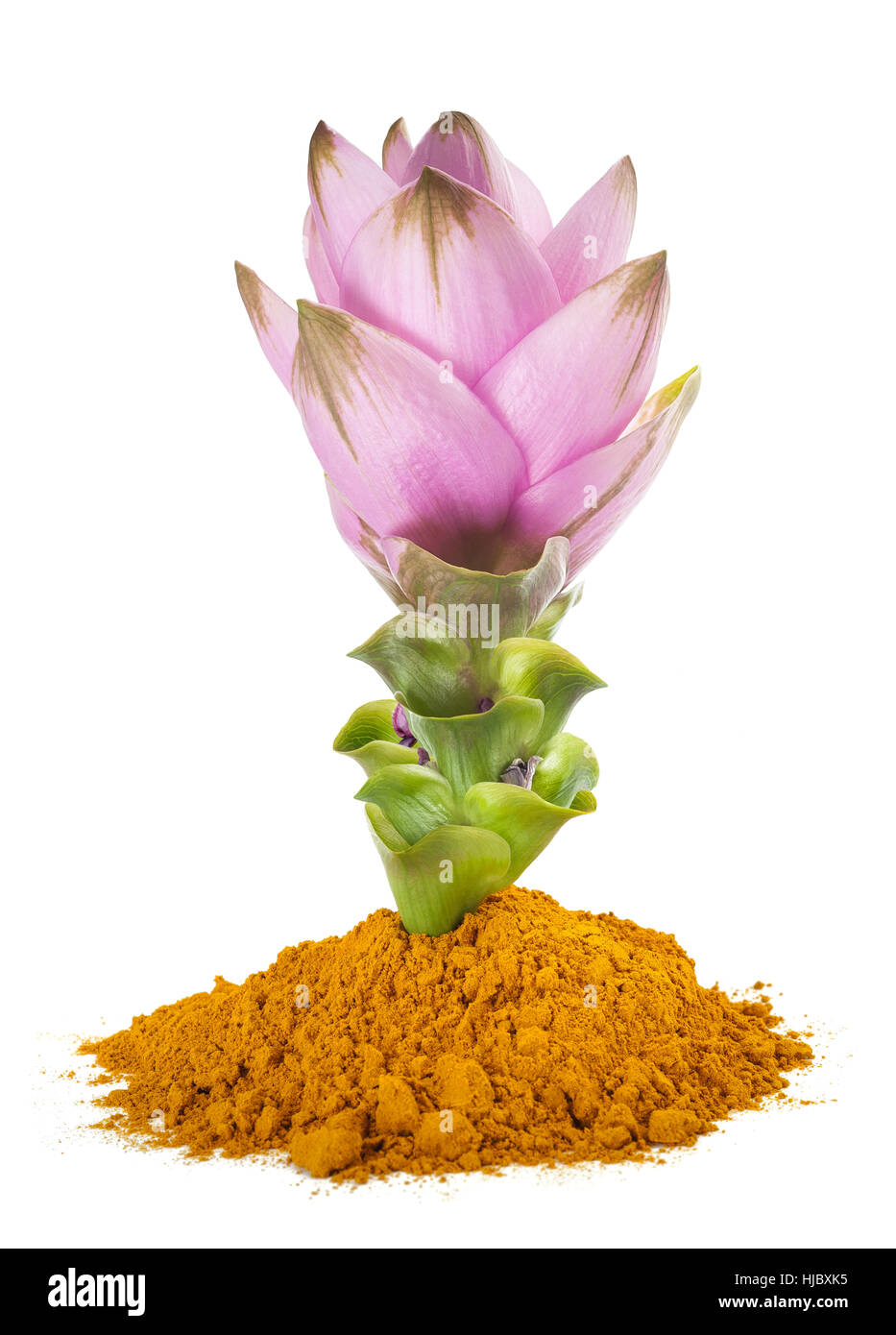 Curcuma flower and powder isolated on white Stock Photo - Alamy