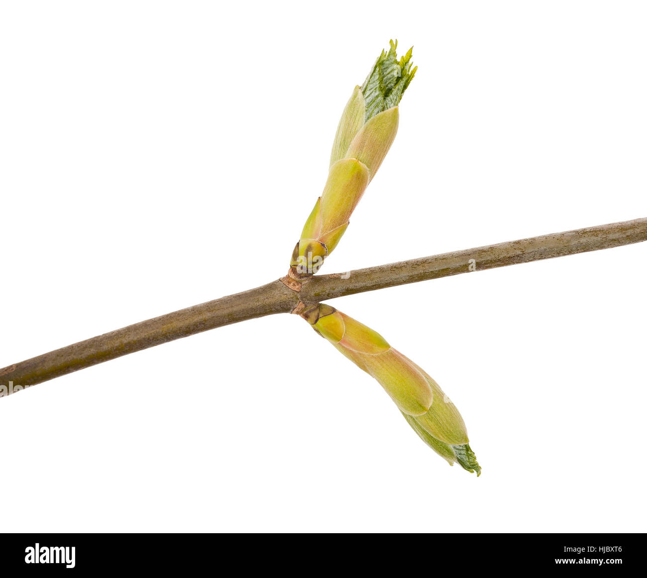 Maple tree buds hi-res stock photography and images - Alamy