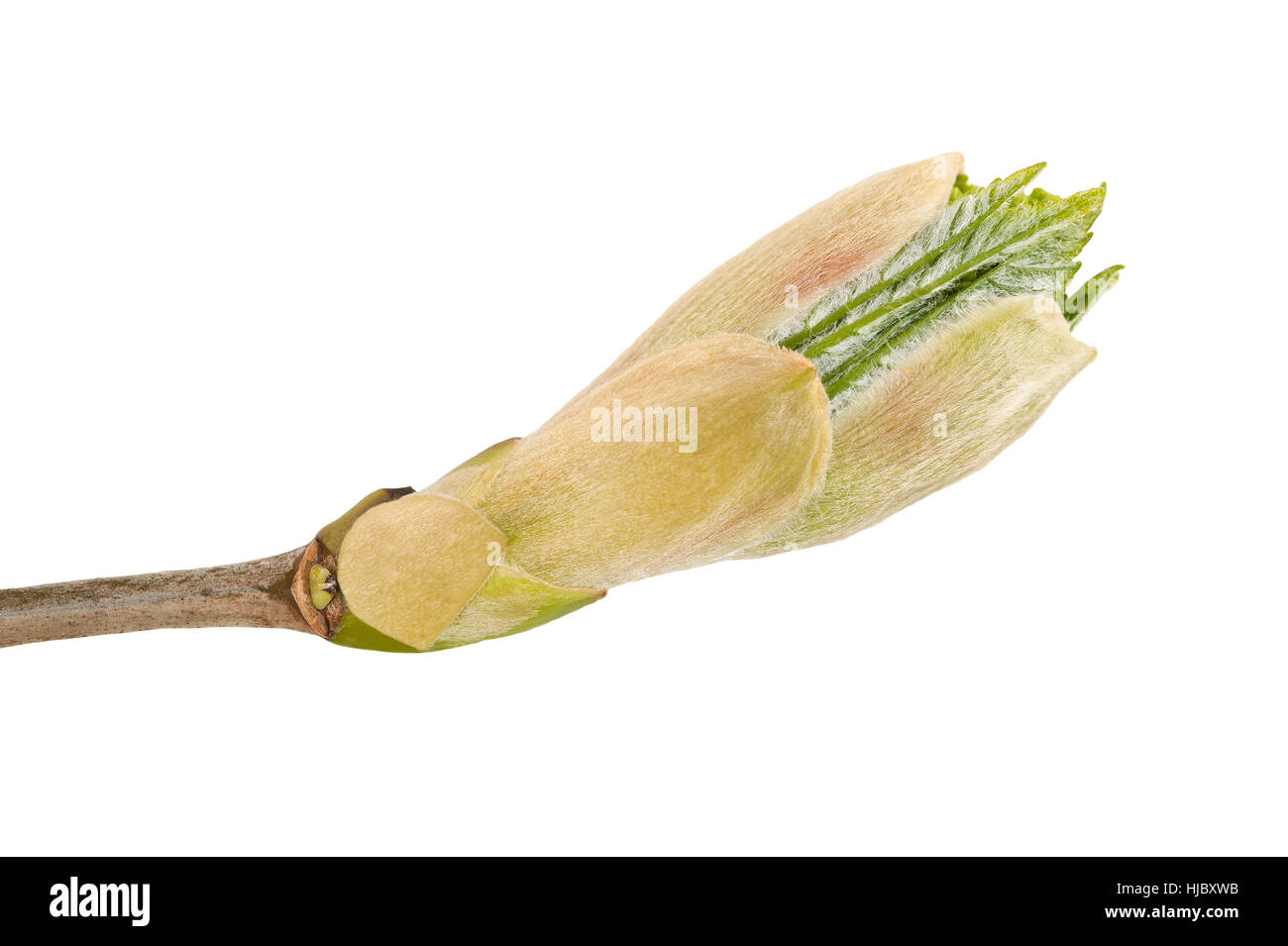 Maple leaves sprout hi-res stock photography and images - Alamy