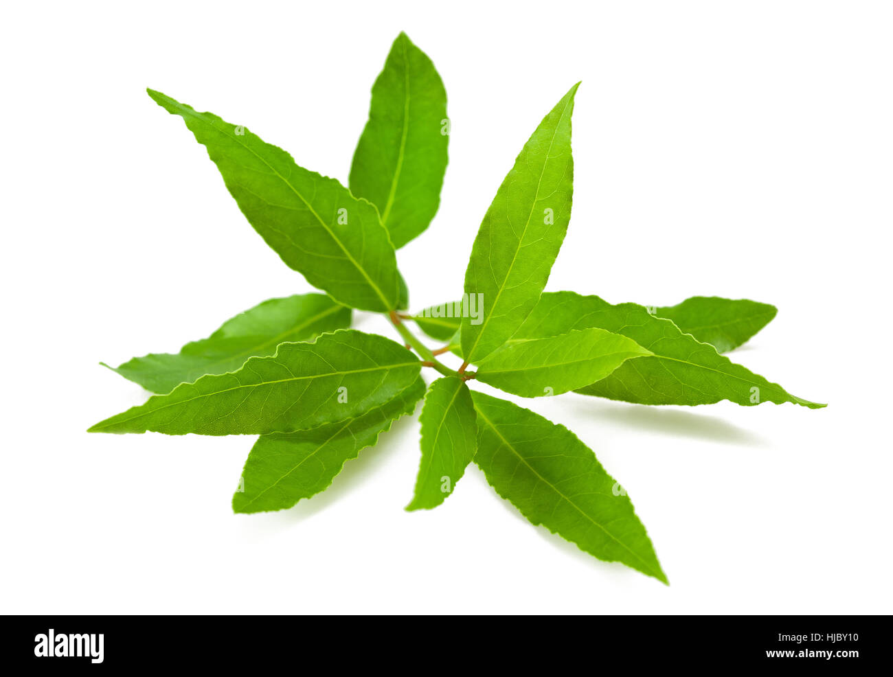 Laurel branch isolated on white Stock Photo - Alamy