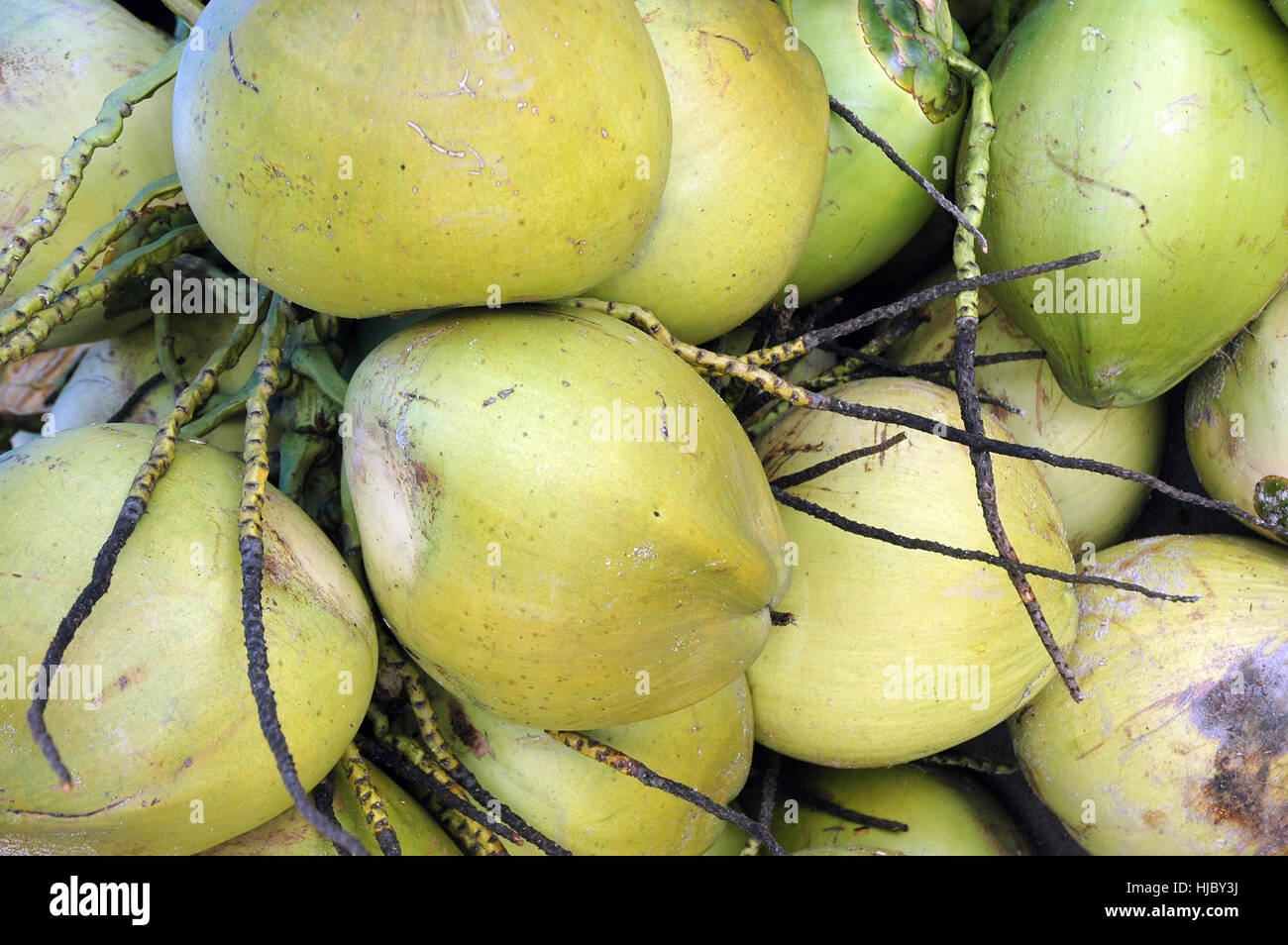 sweet, fruit, tropical, coco, lawn, green, coconut, nature, close, food ...