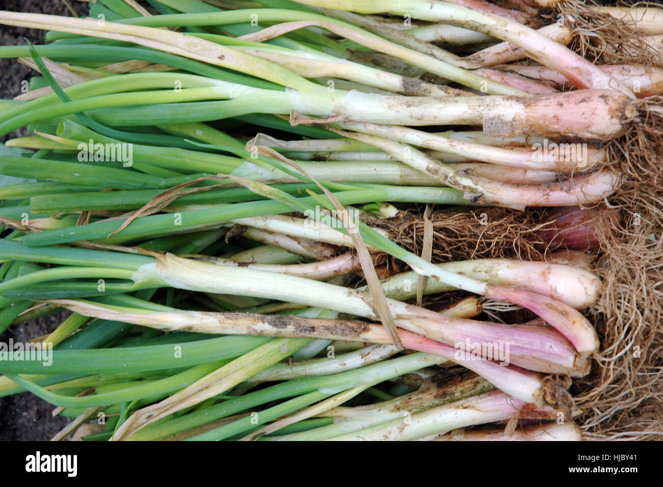food, aliment, vegetable, ingredient, lawn, green, chives, chive, fresh ...