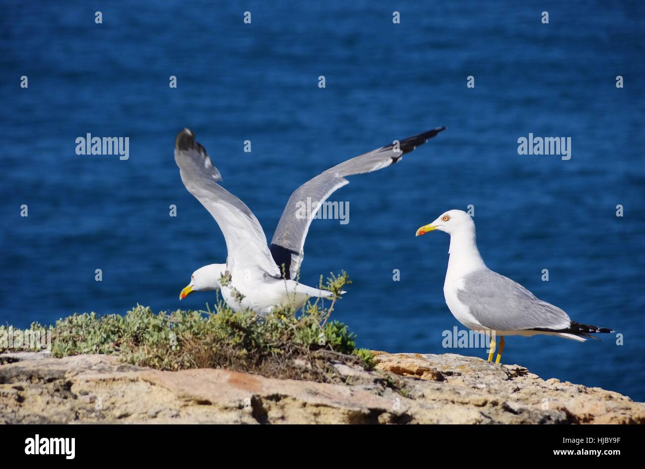 blue, bird, birds, feathering, put, sitting, sit, feather, seagull ...